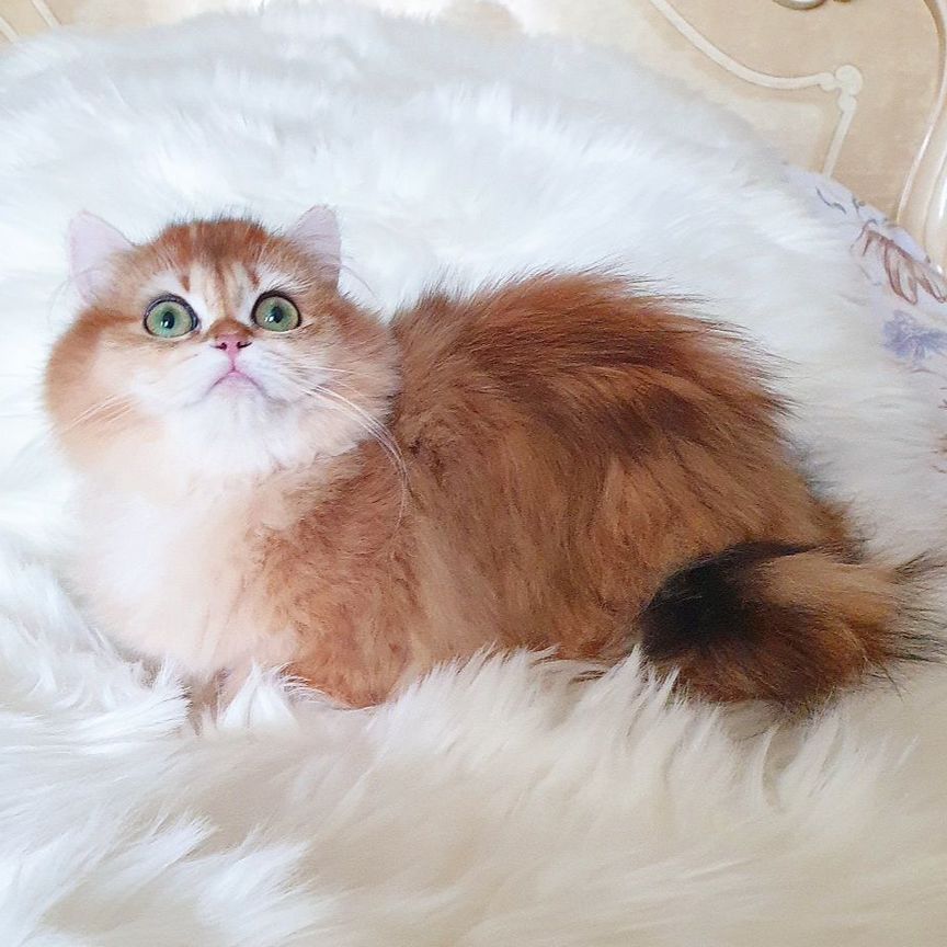 Британский длинношёрстный котёнок