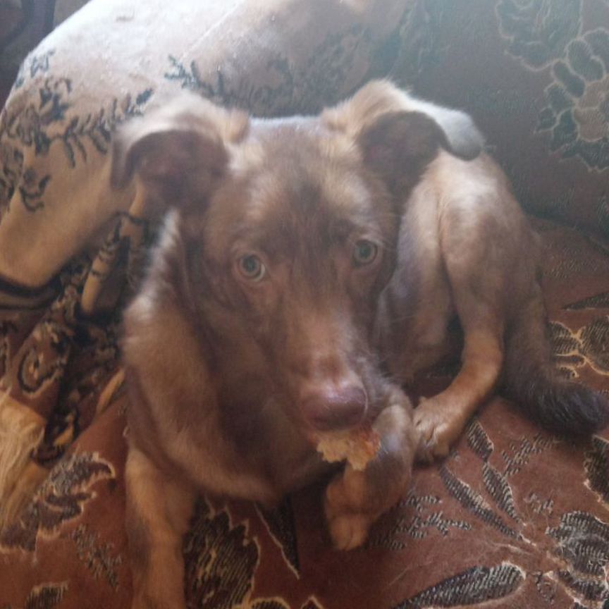 Французский бульдог, взрослый пёс