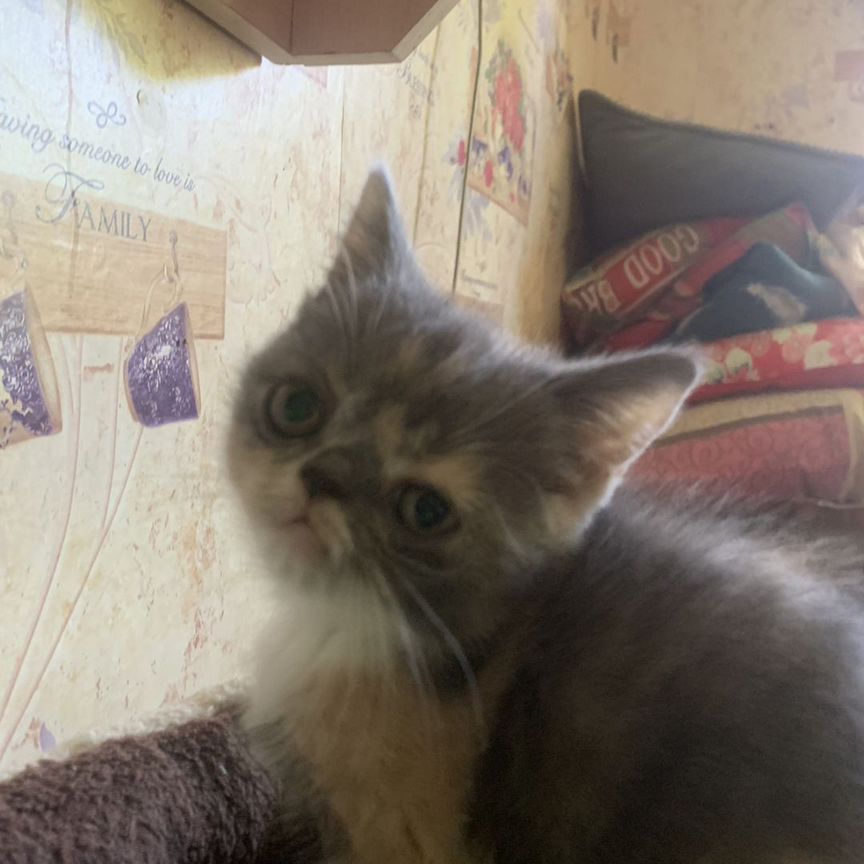 Персидские котята экзоты