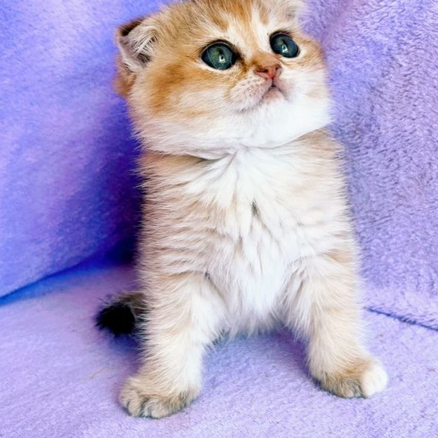 Шотландский вислоухий короткошёрстный котёнок