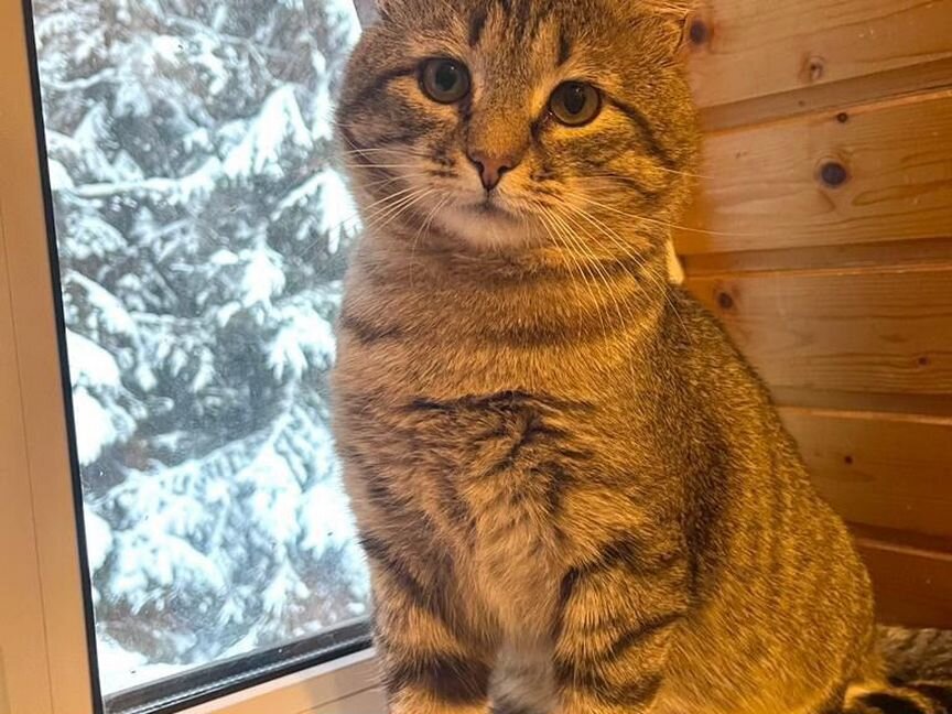 Котик в добрые руки