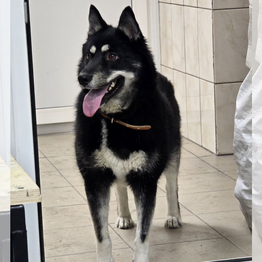 Взрослая собака в добрые руки