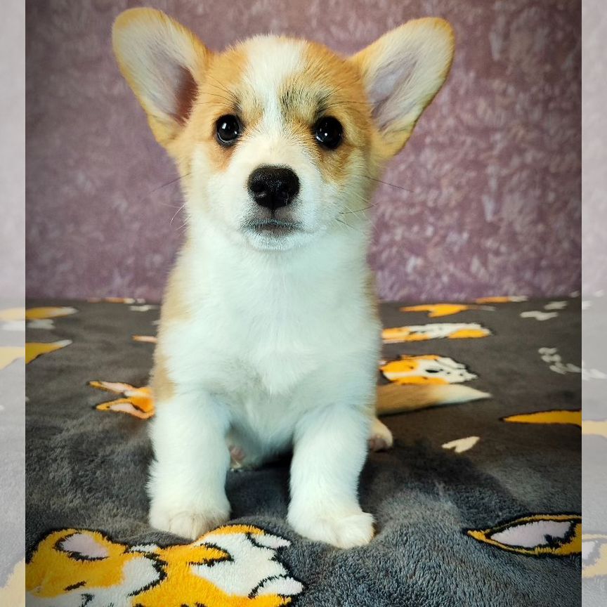 Вельш Корги Пемброк, щенок