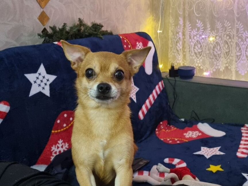 Отдам в добрые руки чихуахуа