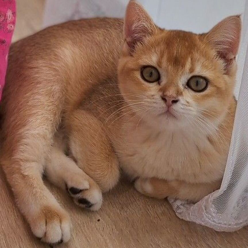 Продам британскую кошечку