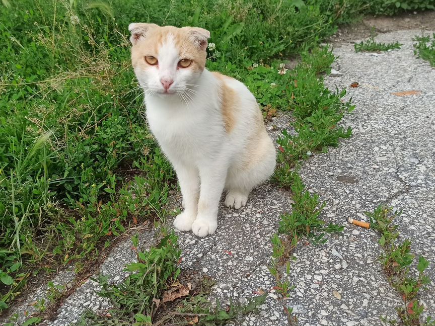 Вислоухий котик метис