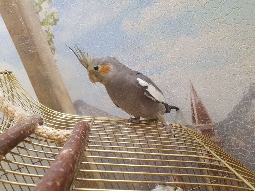 Попугай корелла птенец