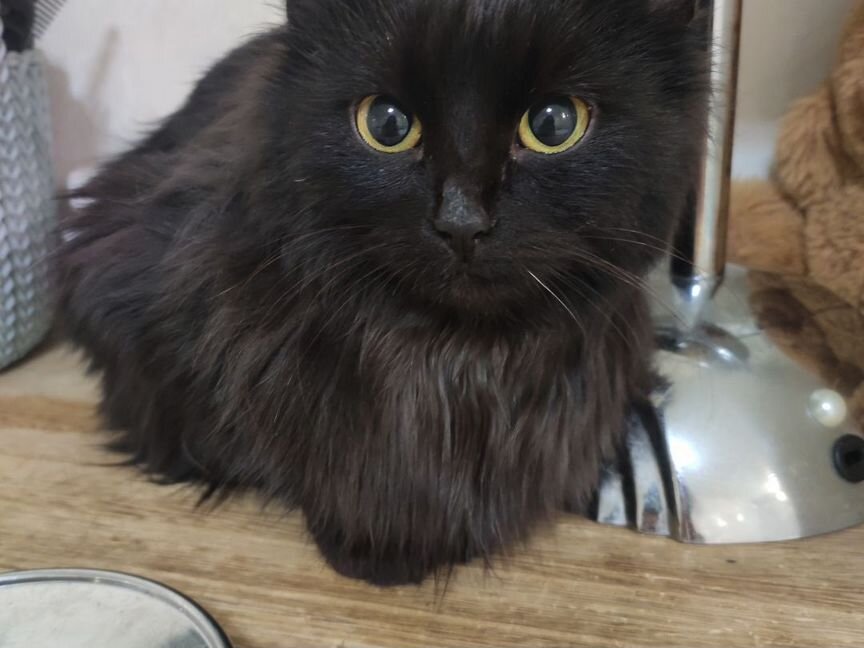 Кошка