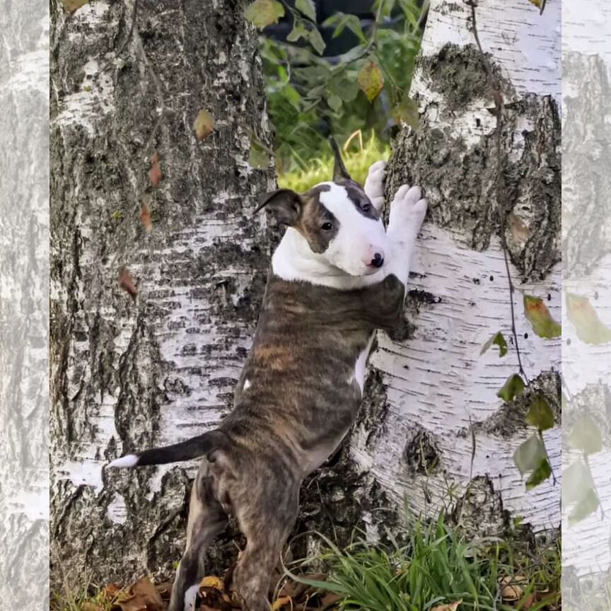 Бультерьер