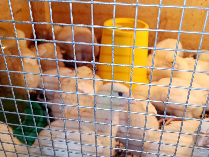 Продам Циплят броллер кобб 500 10 дней