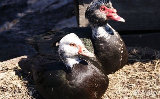 Индоутки молодые август 2022