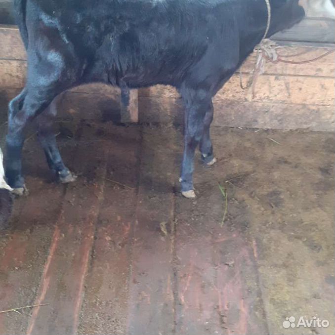 Корова дойная с теленком