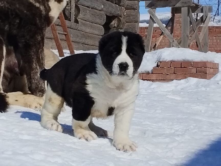 Породная девочка сао