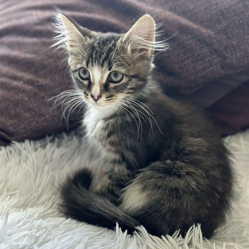 Котенок в добрые руки