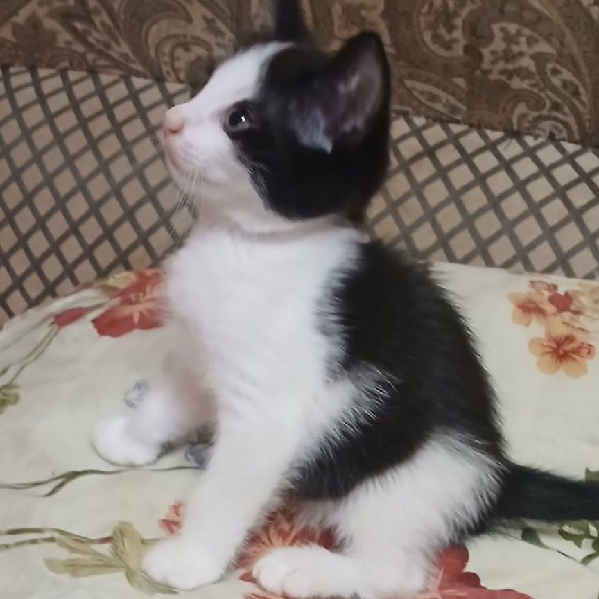 Отдам в добрые руки котенка