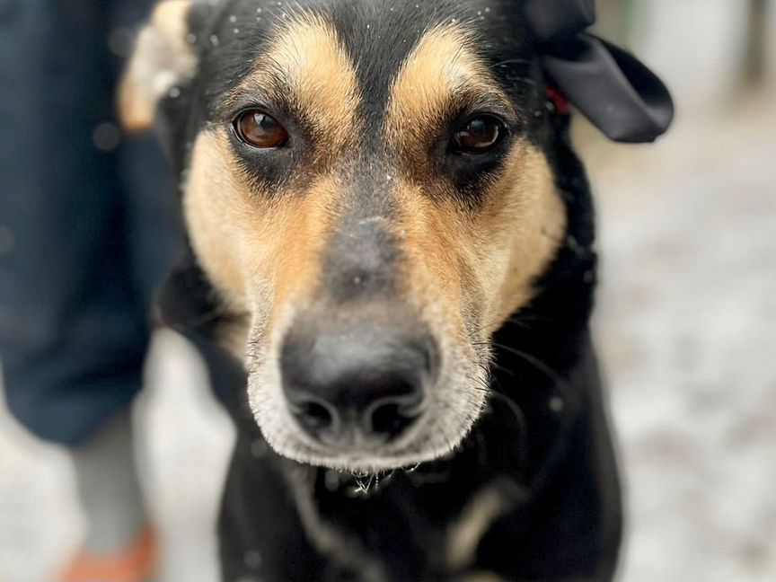 Чарующая Мэй