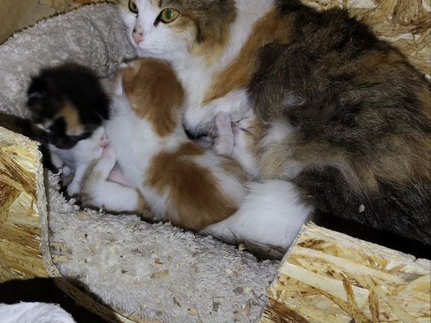 Котята в добрые руки