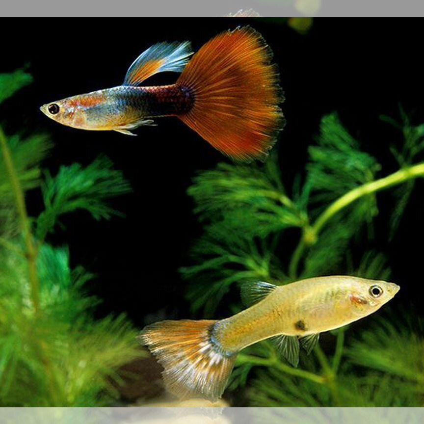 Рыбки гуппи