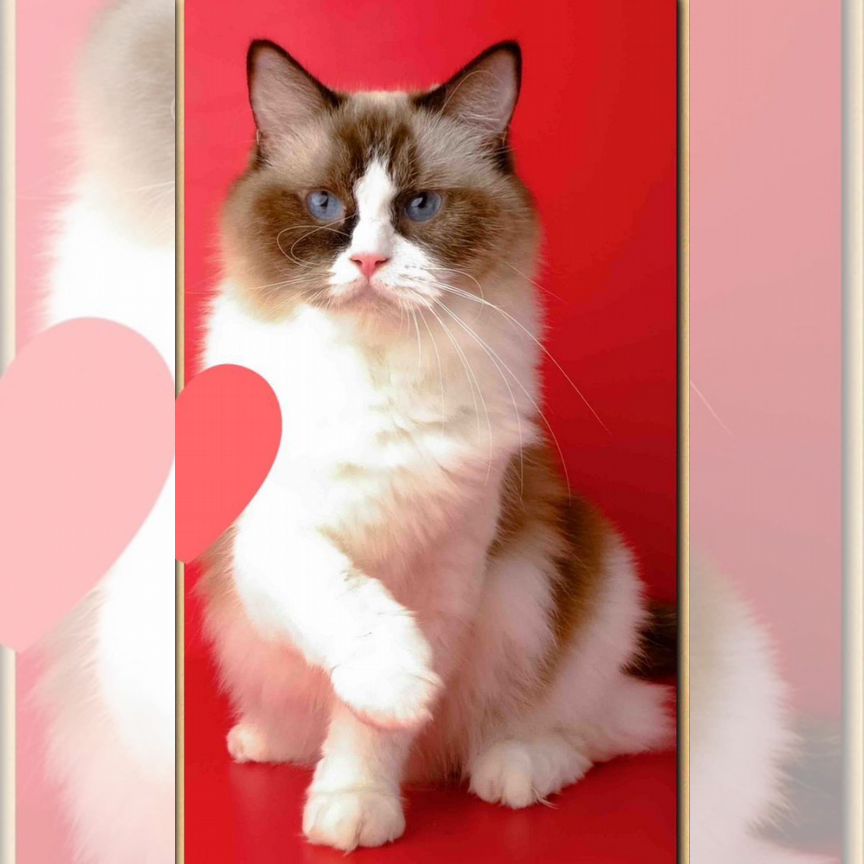 Кошечка рэгдолл в любящую семью