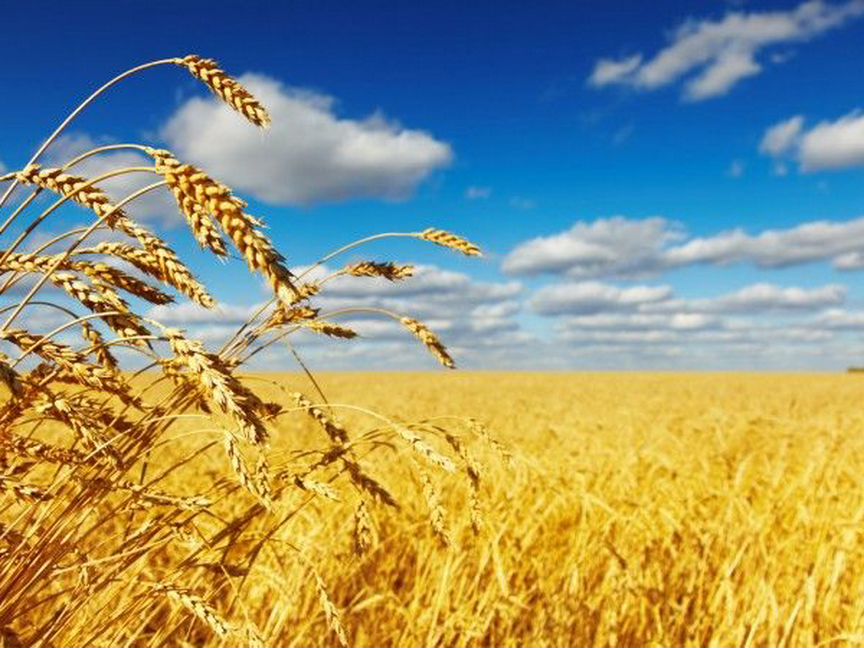 Пшеница,ячмень,рапс.и другие с/х культуры