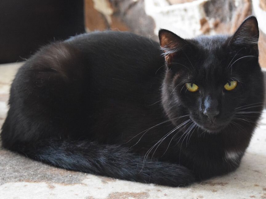Кот чёрный спокойный скромный красивый