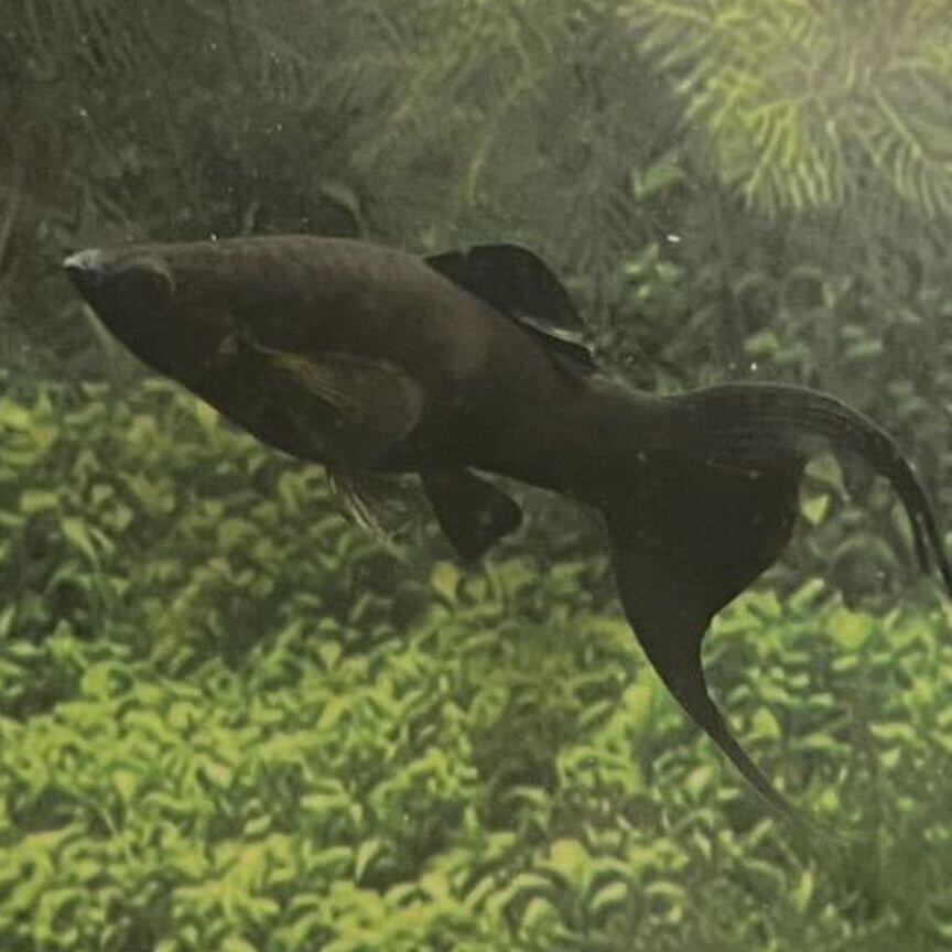 Моллинезия черная