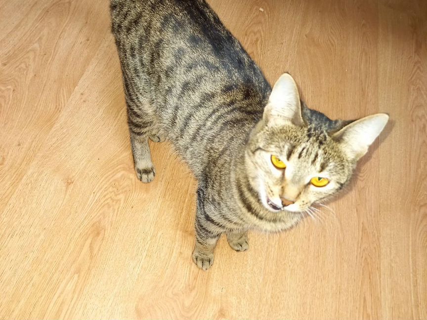 Умненькая Кошка Люси