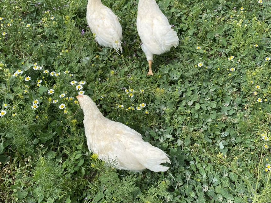 Индюшата, петухи