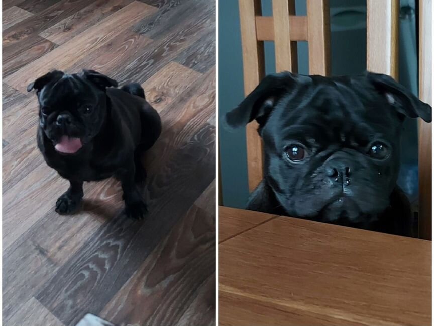 Черный мопс