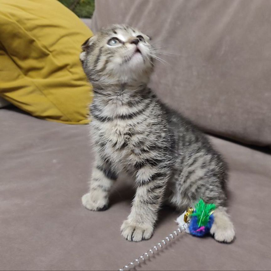 Шотландский вислоухий короткошёрстный котёнок