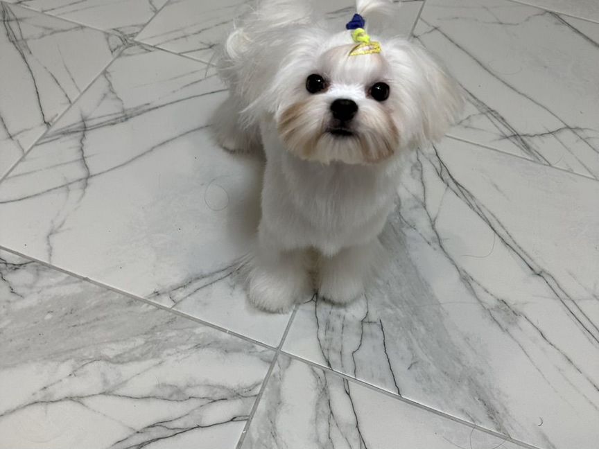 Кобель на вязку