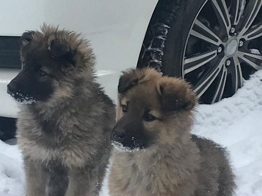 Пушистый щенок в добрые руки