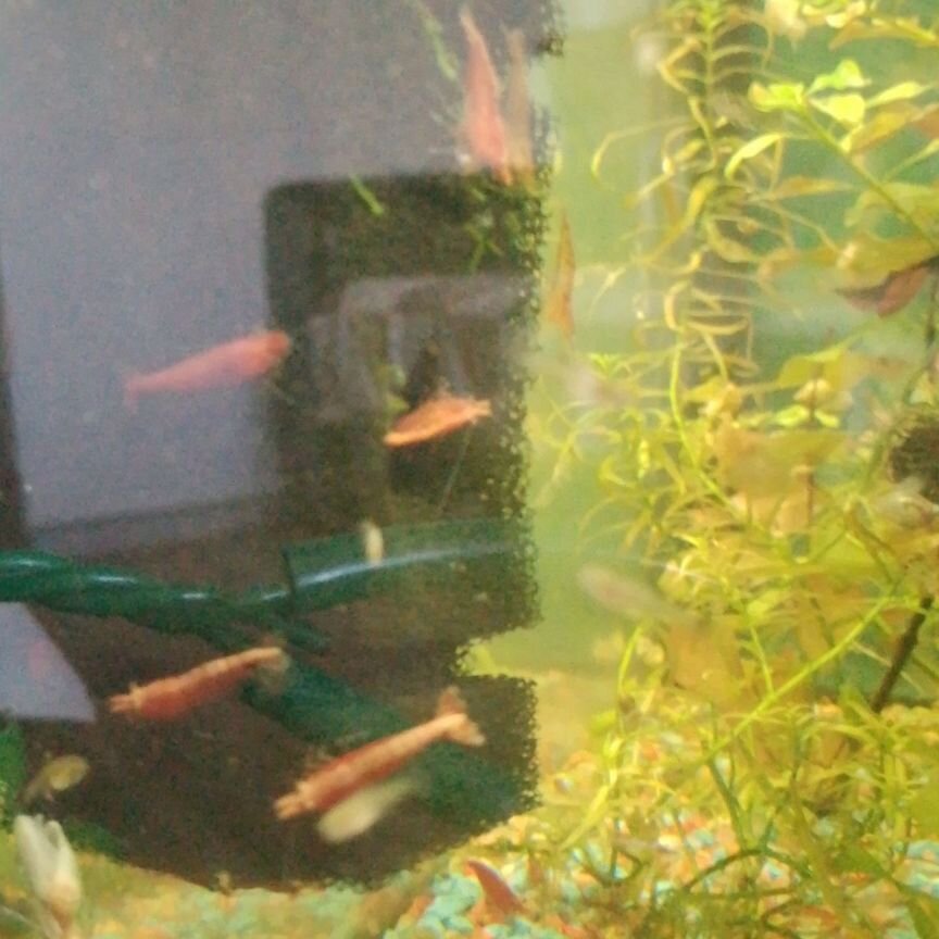 Хобби рыбки аквариумные