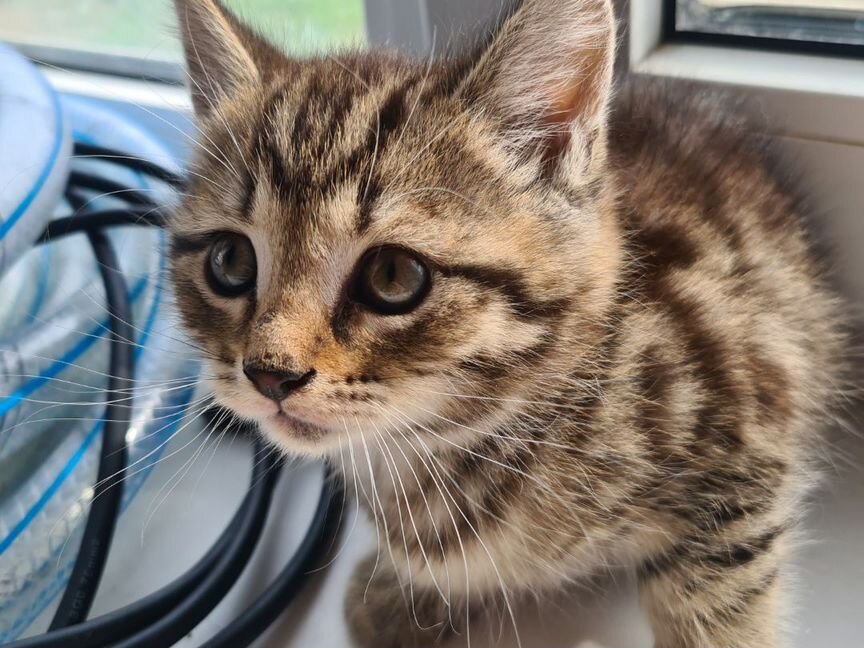 Кошка котенок