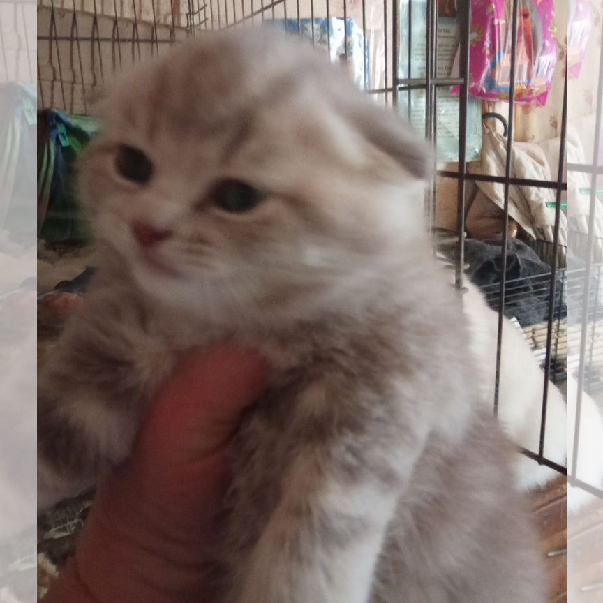 Шотландские котята