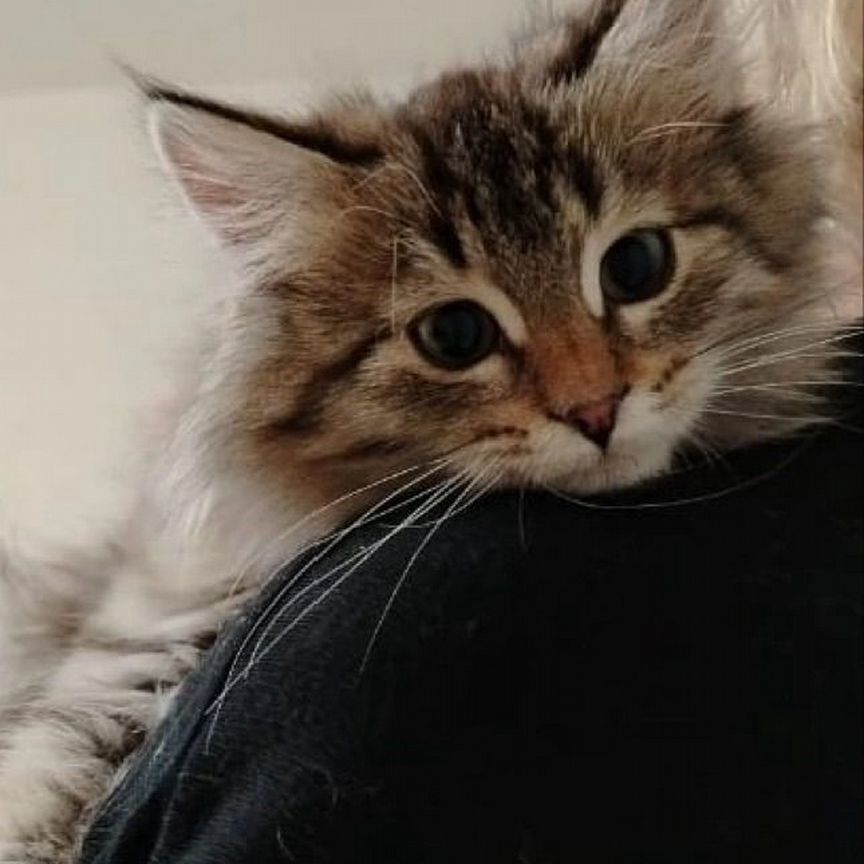 Котик в добрые руки