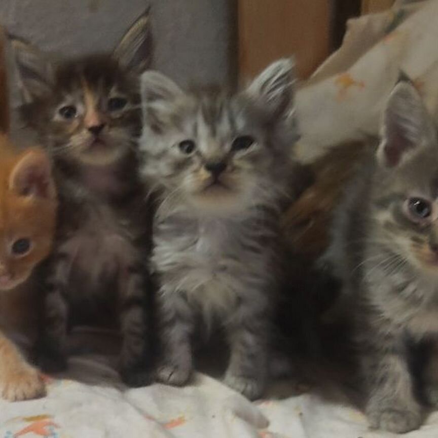 Котята мейн-кун в добрые руки