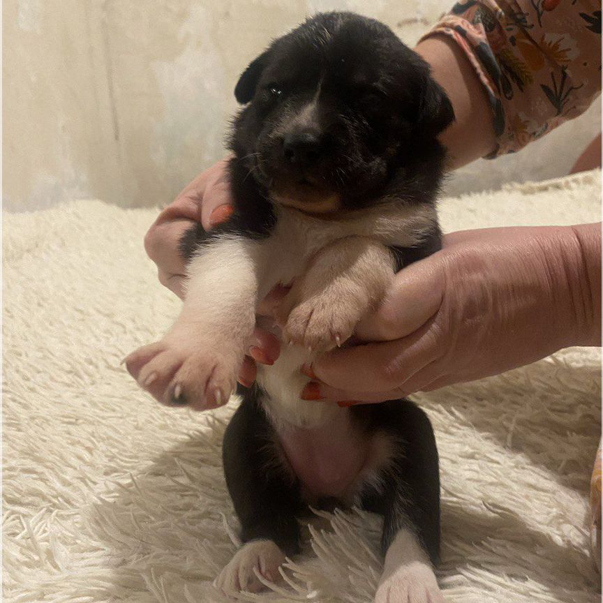 Русский той-терьер, щенок