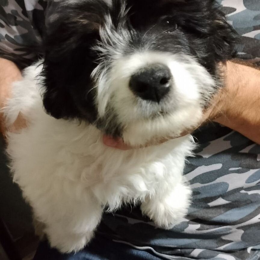 Щенок мальчик ищет семью