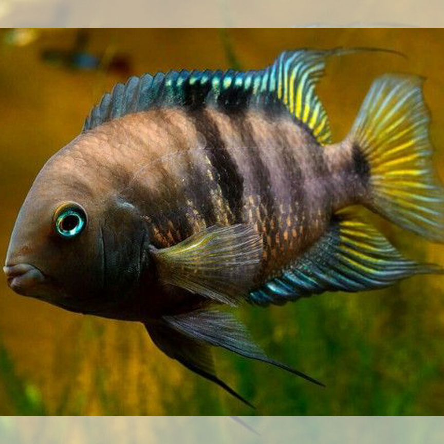 Цихлозома Сэджика мальки