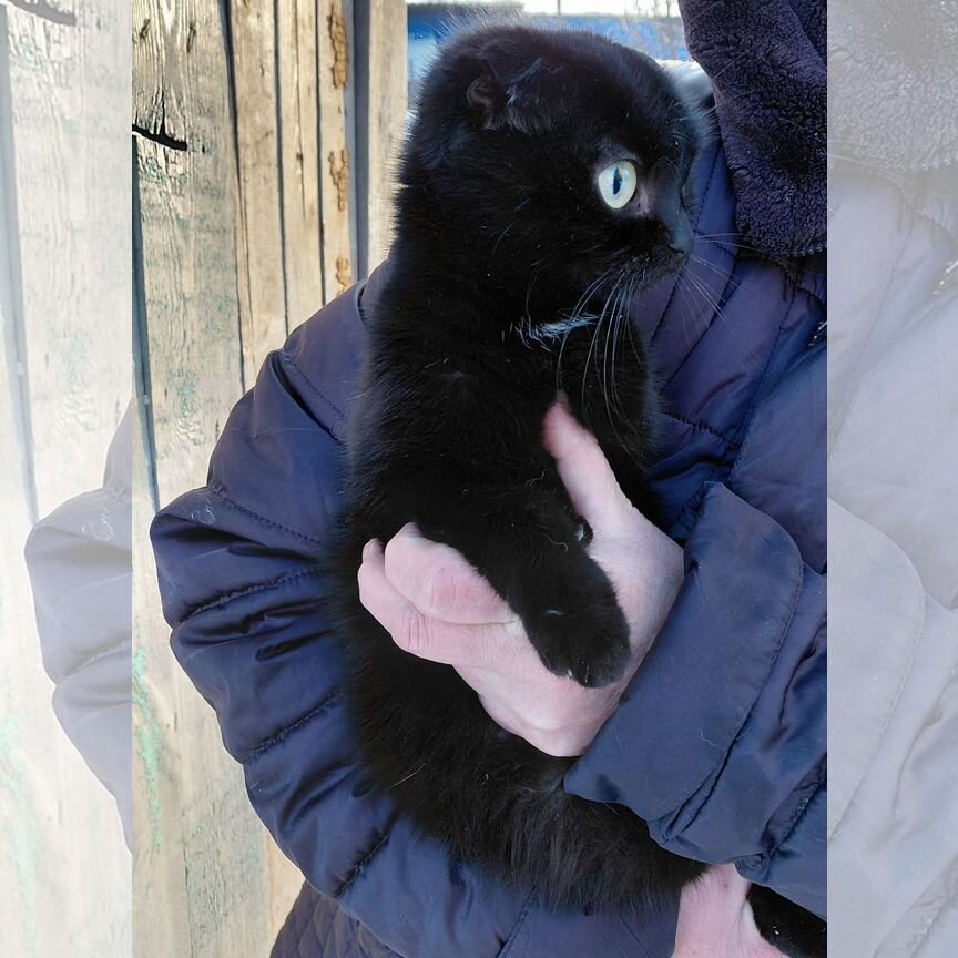 Взрослая, кошка в добрые руки