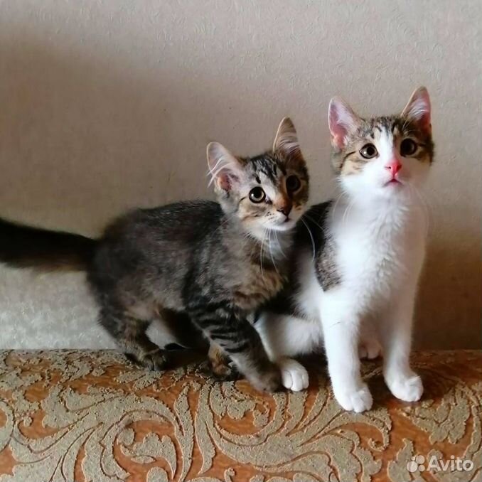 Котята Людмила и Шурик