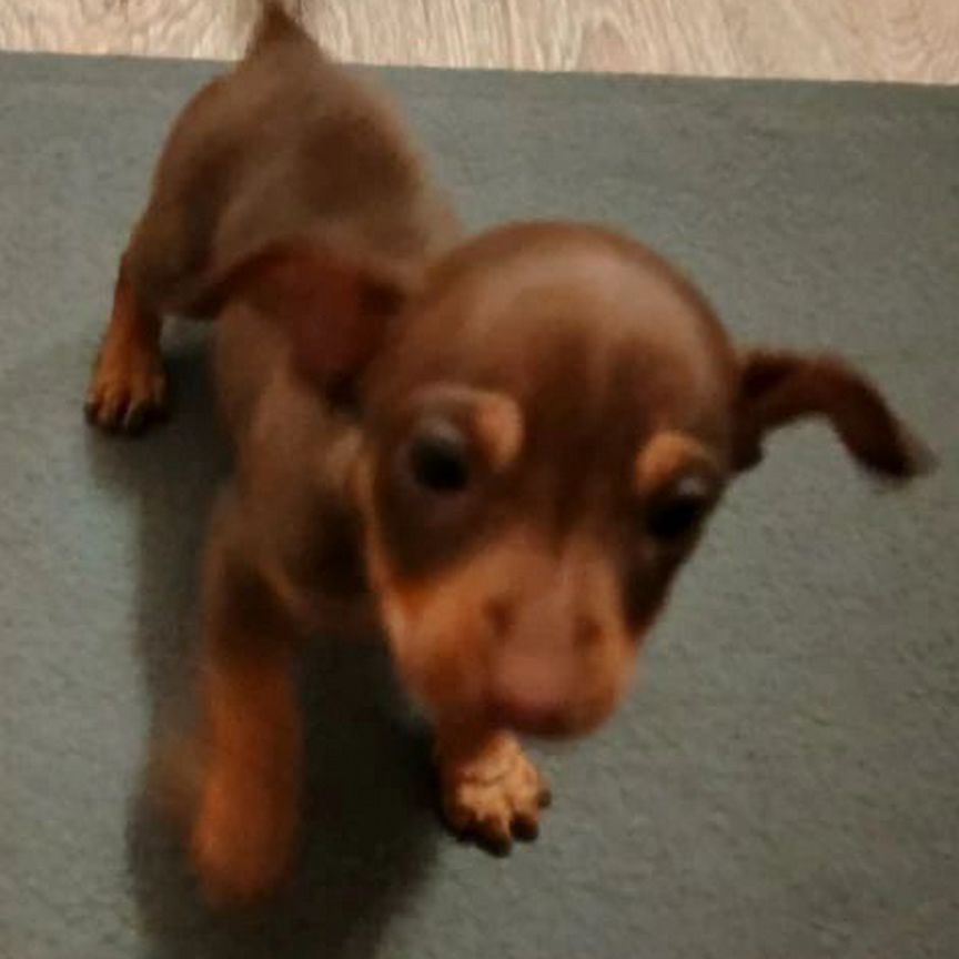 Русский той-терьер, щенок