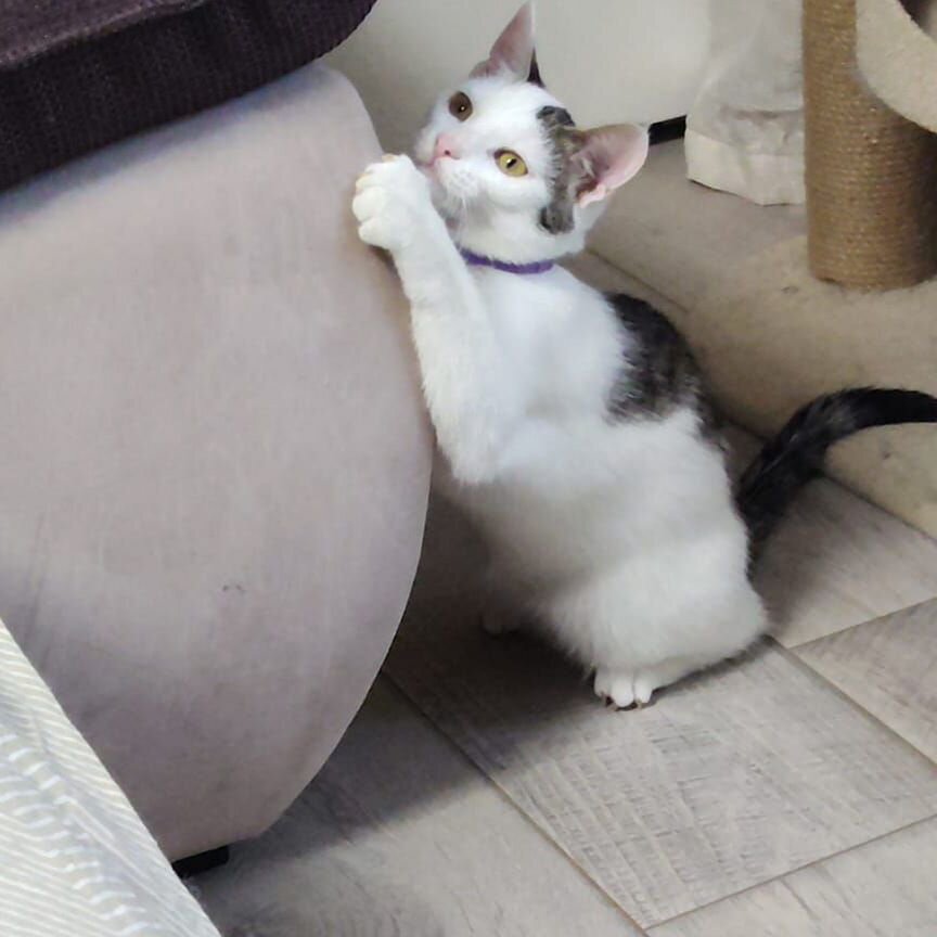 Котёнок в добрые руки