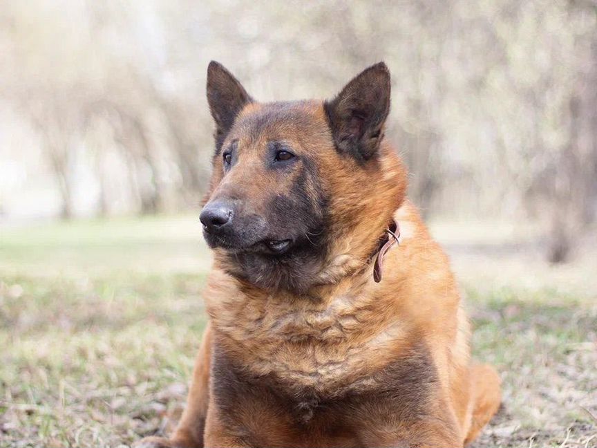 Собака малинуа