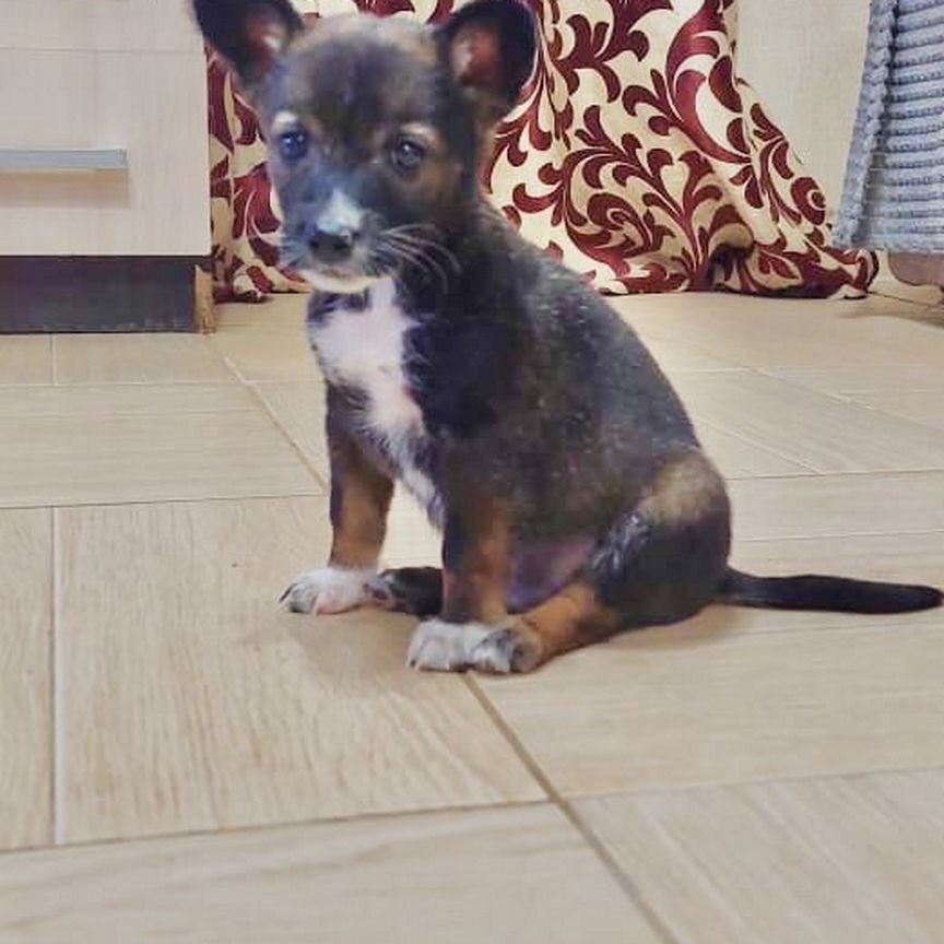 Милаш в дар