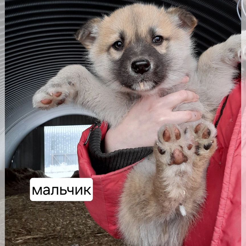 Охрана в дом. Щенки