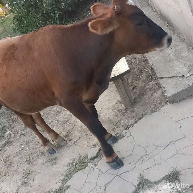 Телка 1год 3 ли 4 месяца
