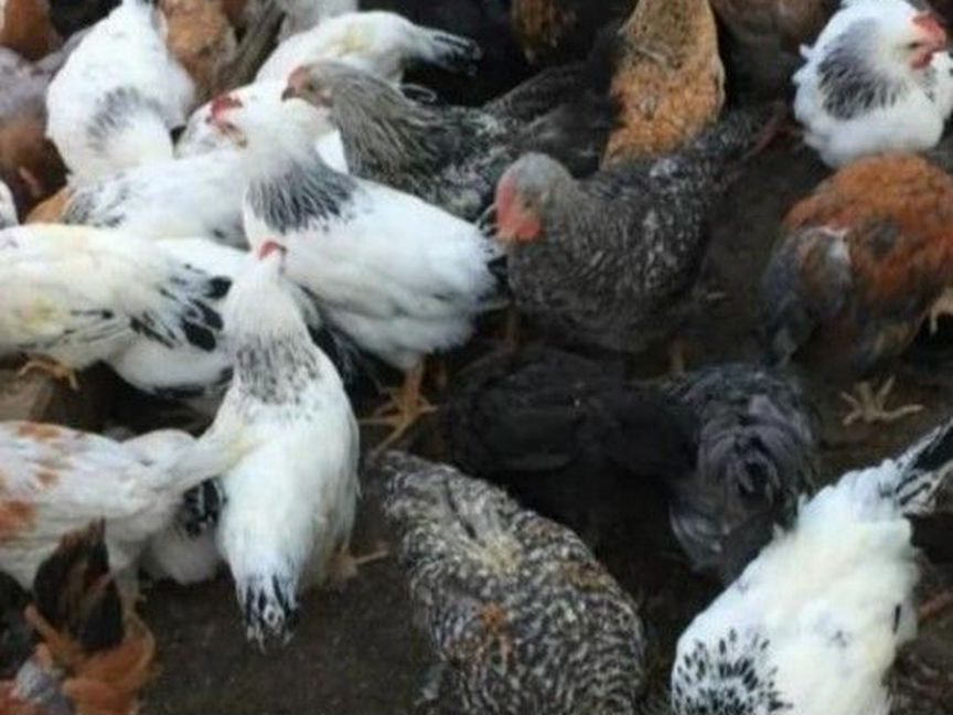 Куры молодки несушки