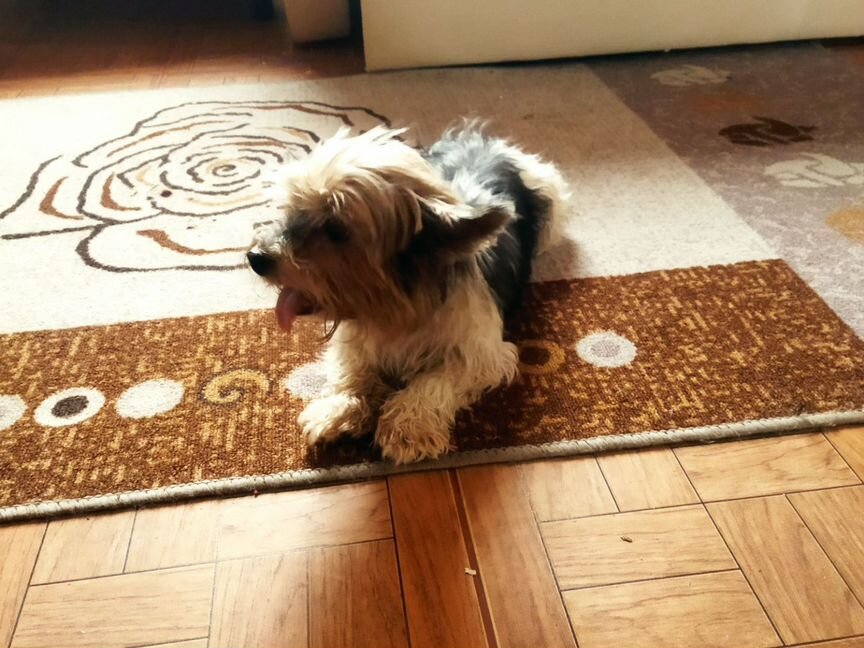 Собака бивер йорг